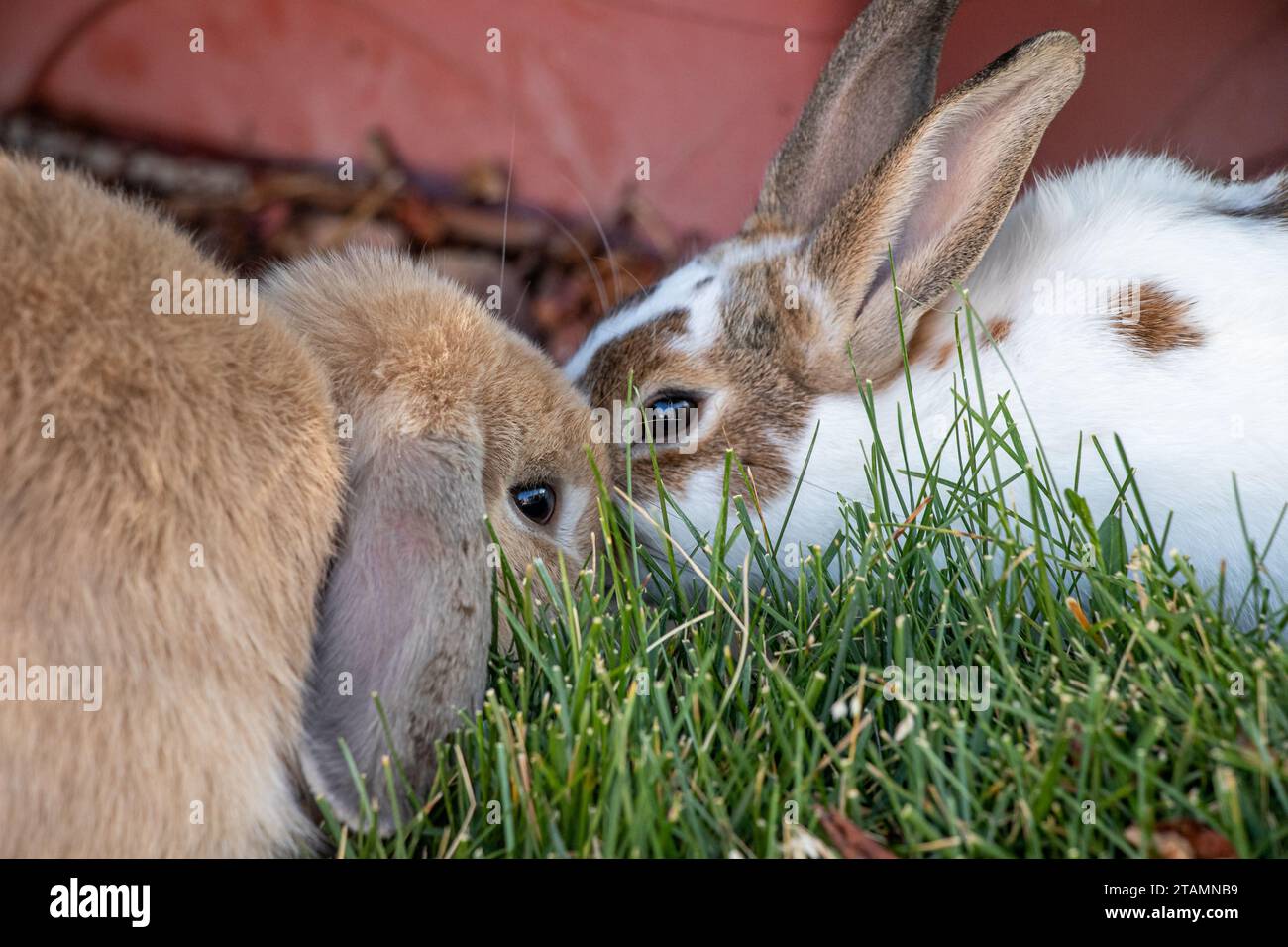 Two Bunny Rabbits Brown Spotted Kissing Playing in Grass Stock Photo ...