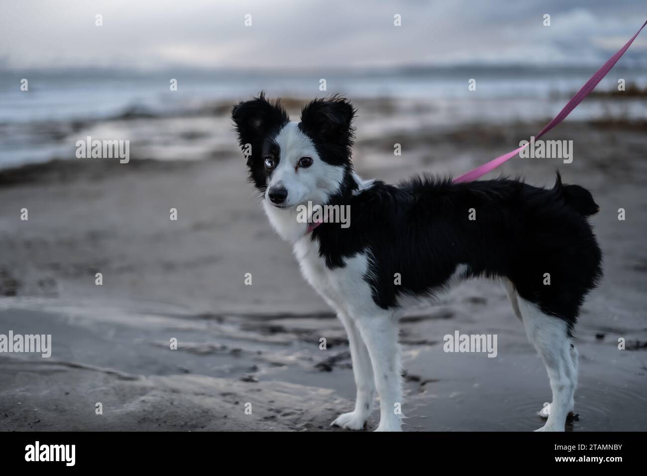 Mini Australian Shepherd Miniature Aussie Puppy Dog Canine Black and ...