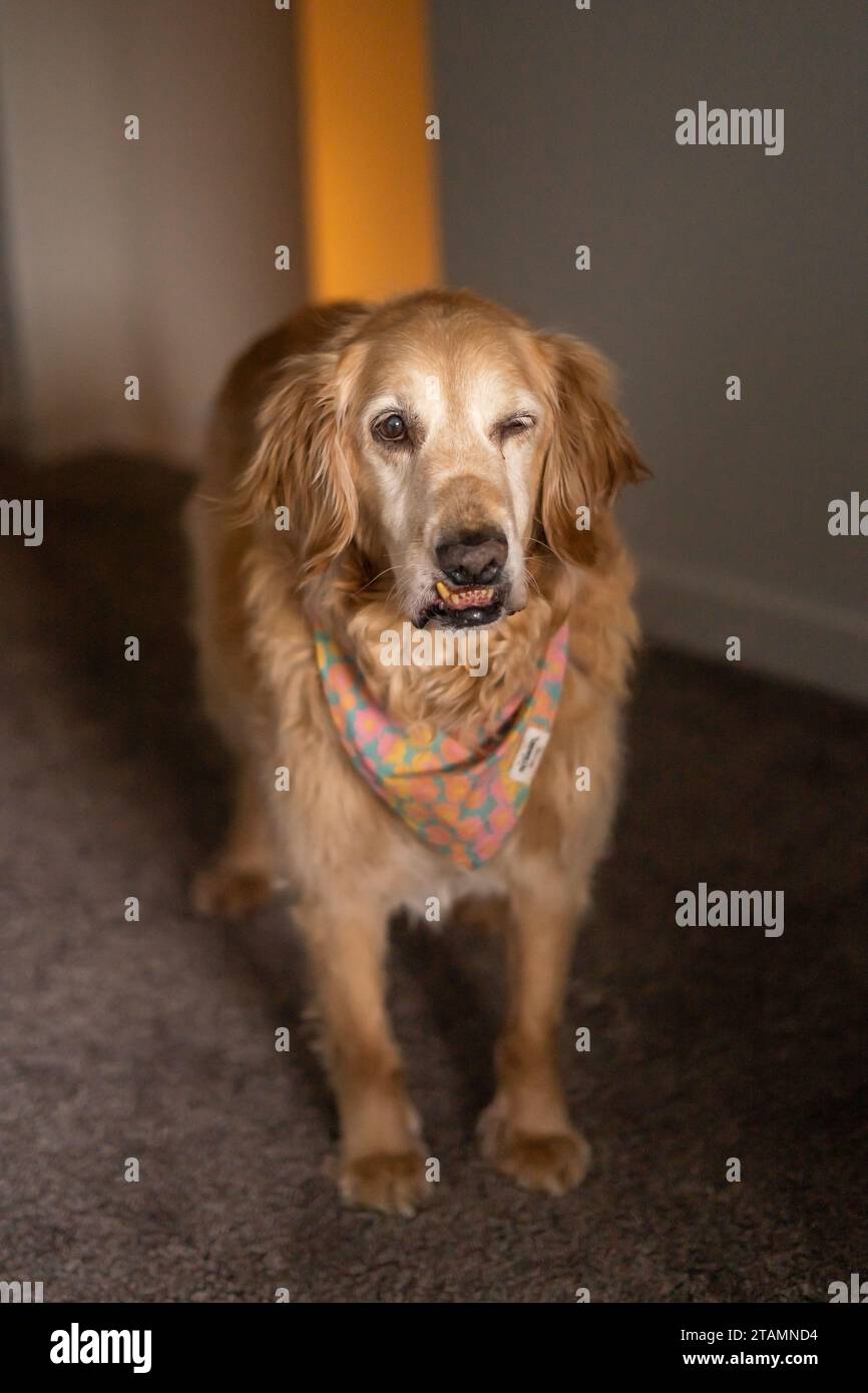 Fluffy Golden Retriever Underbite Broken Teeth Winking Photo Humorous ...