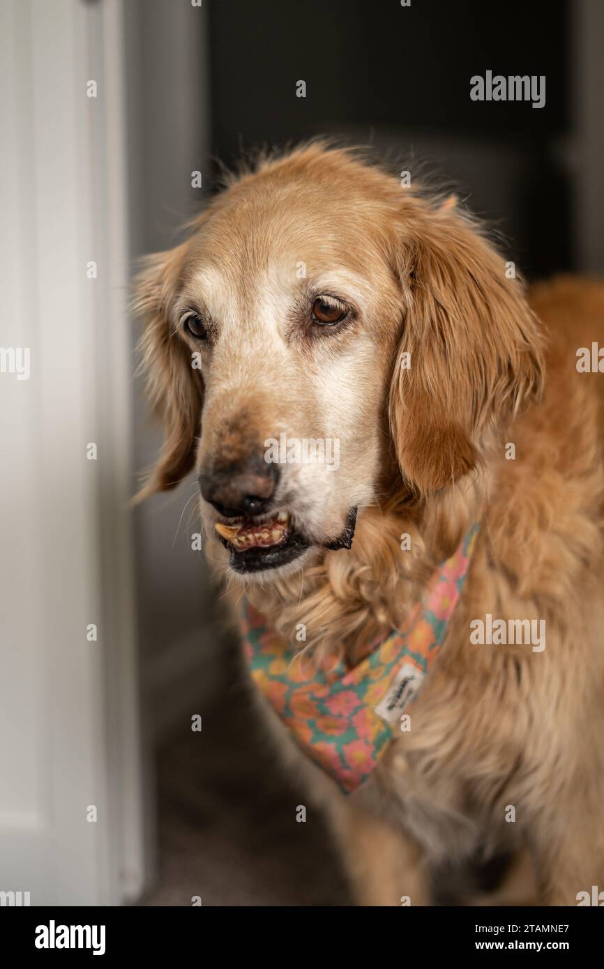Dog with Funny Teeth Underbite Lower Teeth Cute Fluffy Adorable Golden ...