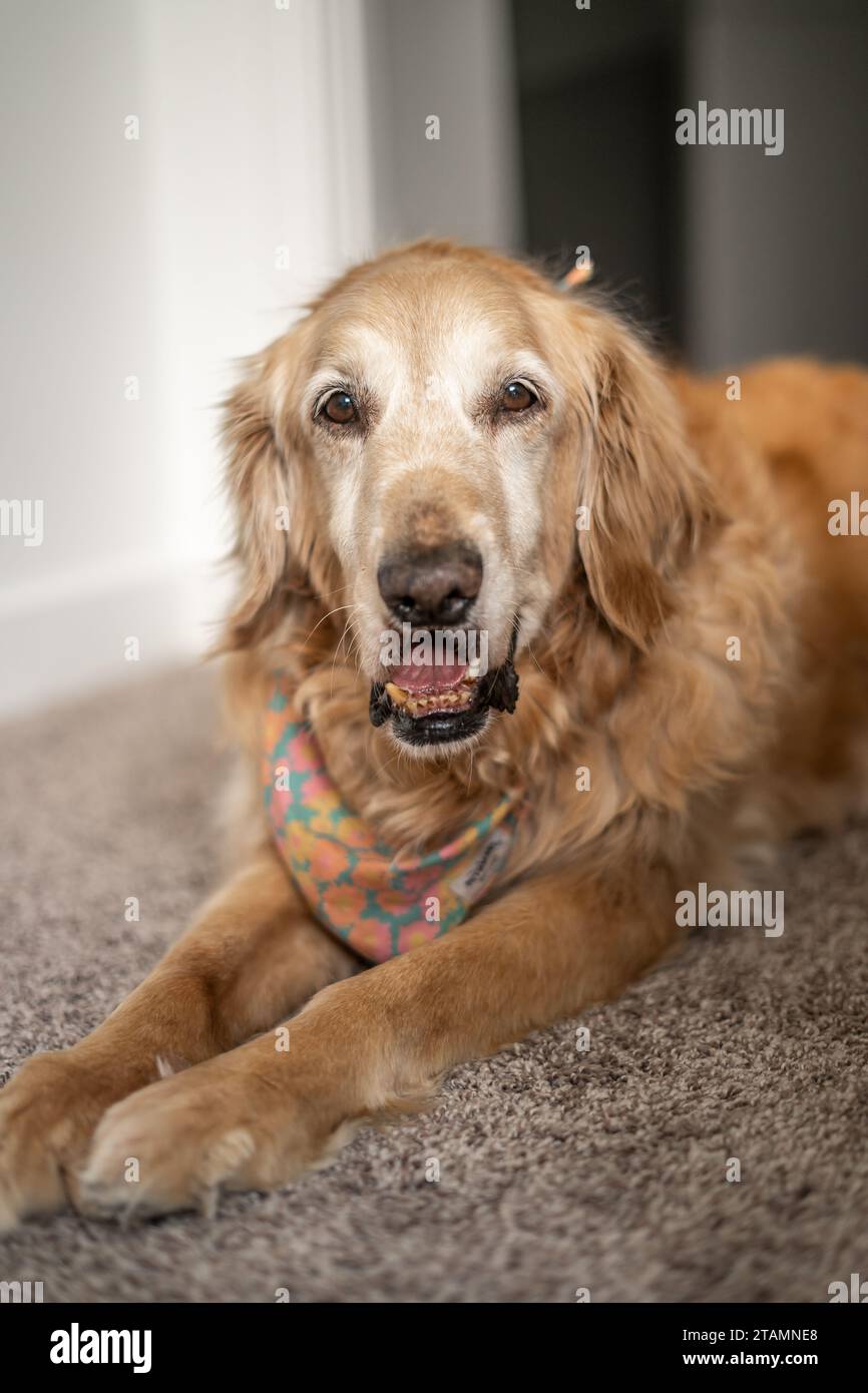 Dog with Underbite Fluffy Adorable Golden Retriever Smiling Squinting ...