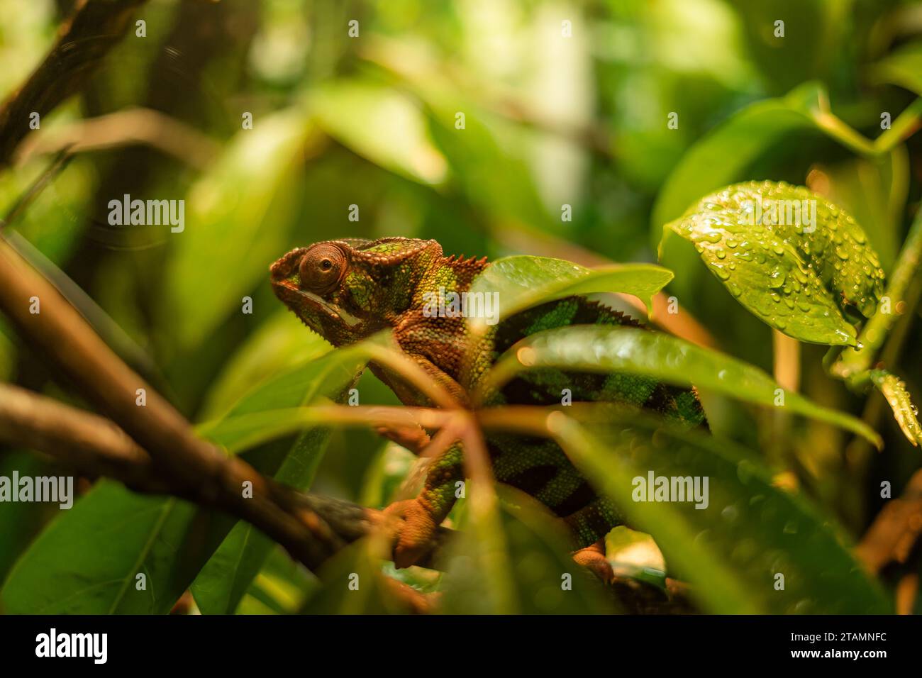 Hiding chameleon hi-res stock photography and images - Alamy