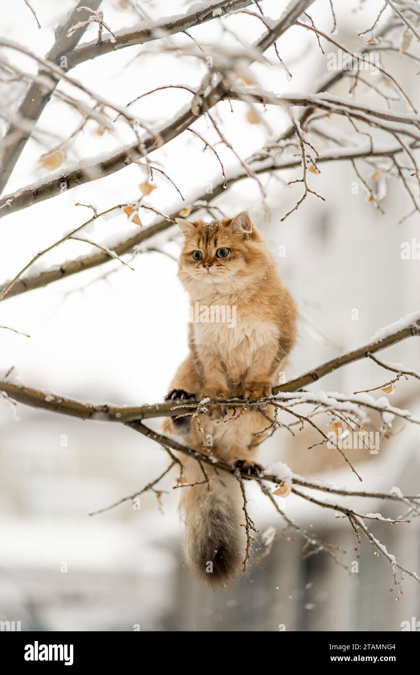 Domestic cat hanging tree hi-res stock photography and images - Alamy