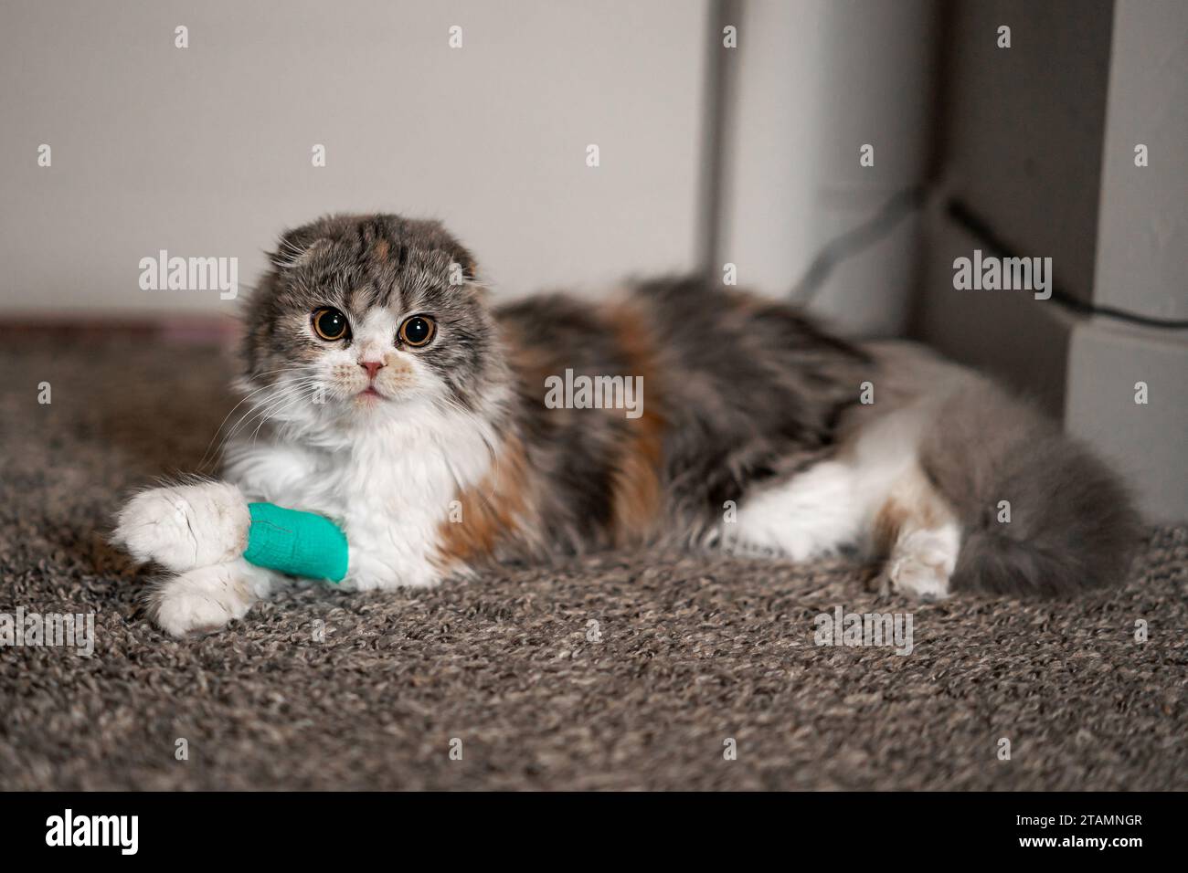 Cat Bandage Cast Wound Sick Vet Heal Cute Scottish Fold Calico Kitten ...