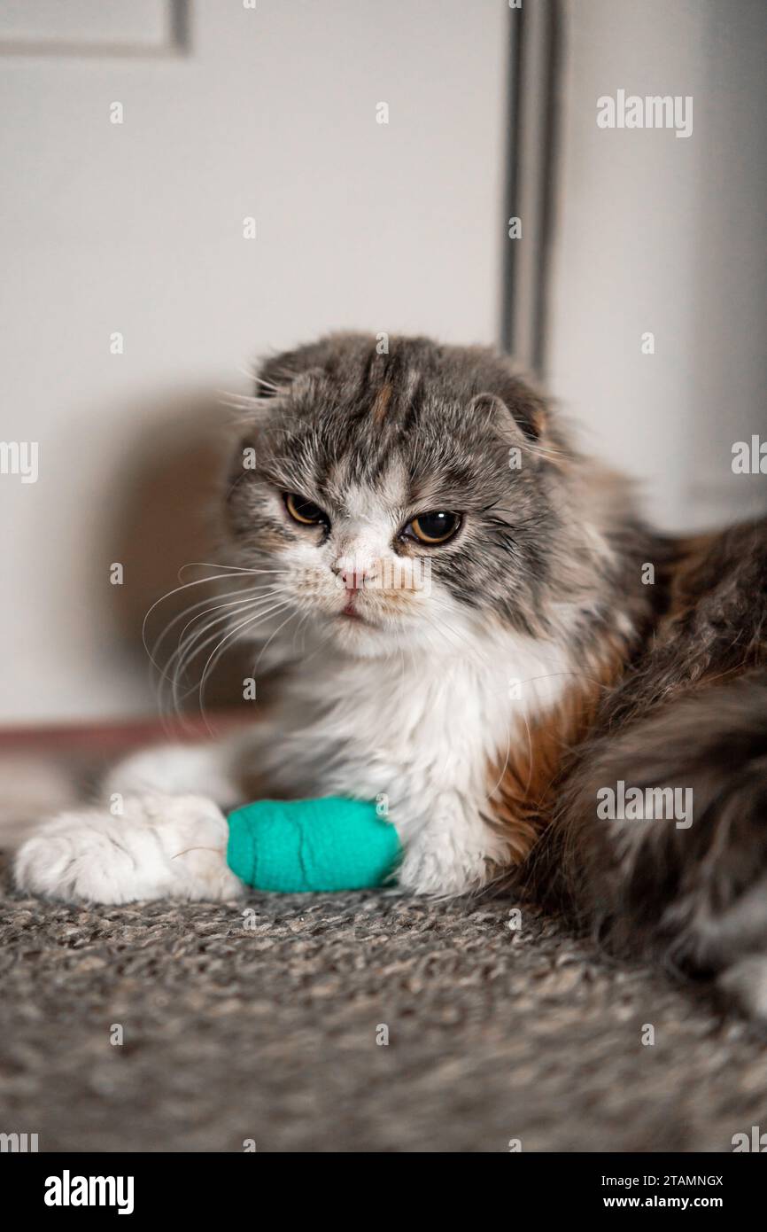 Cat Bandage Cast Wound Sick Vet Heal Cute Scottish Fold Calico Kitten ...