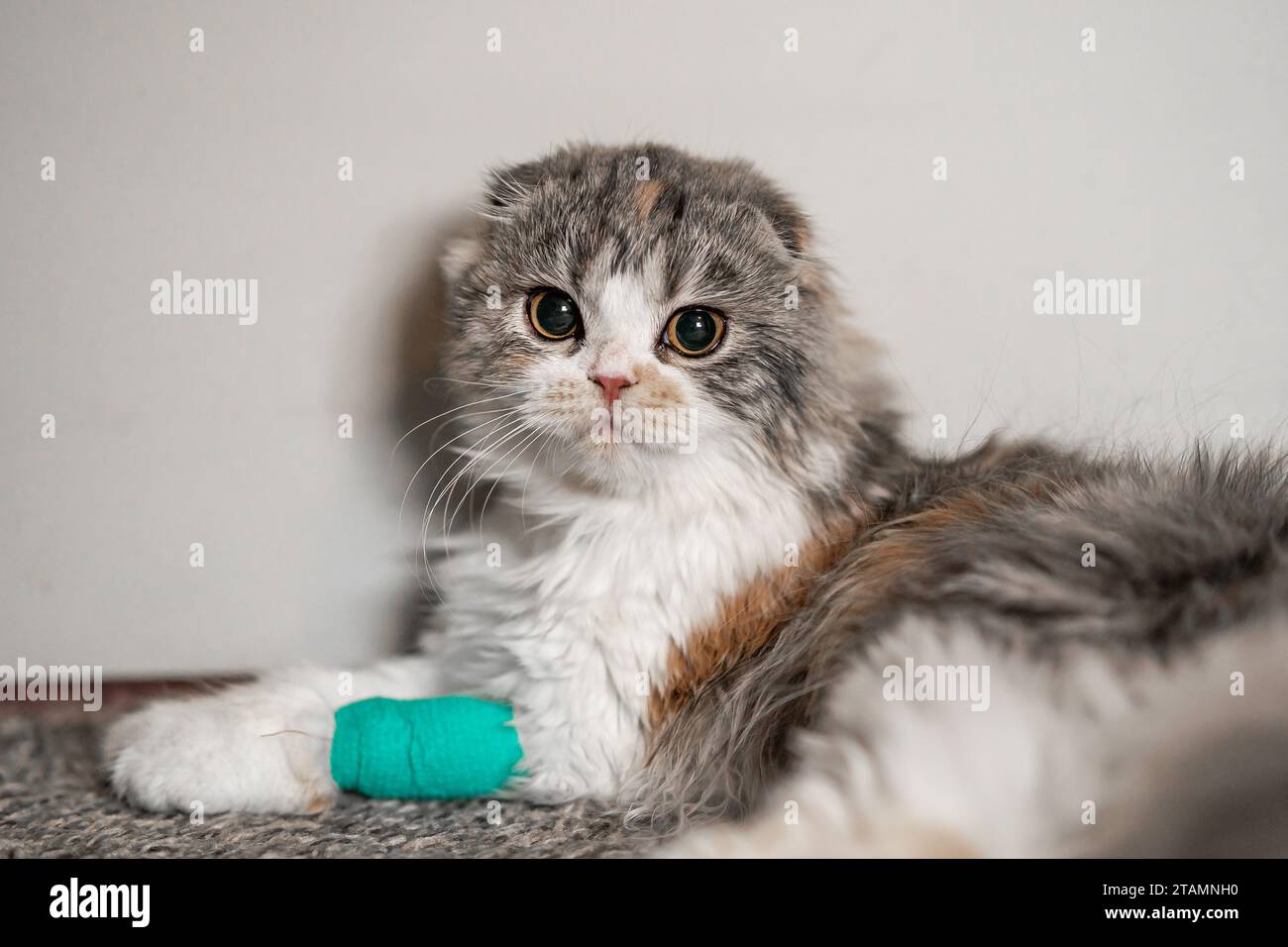 Portrait Cat Bandage Cast Wound Sick Vet Heal Cute Scottish Fold Calico ...
