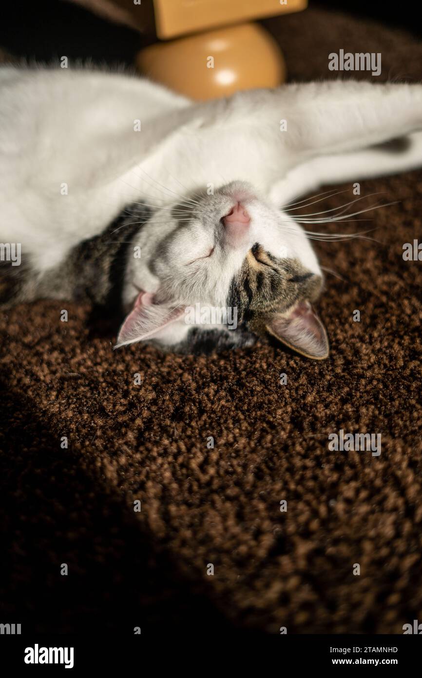 Cat Upside down Asleep in Sun Stock Photo - Alamy