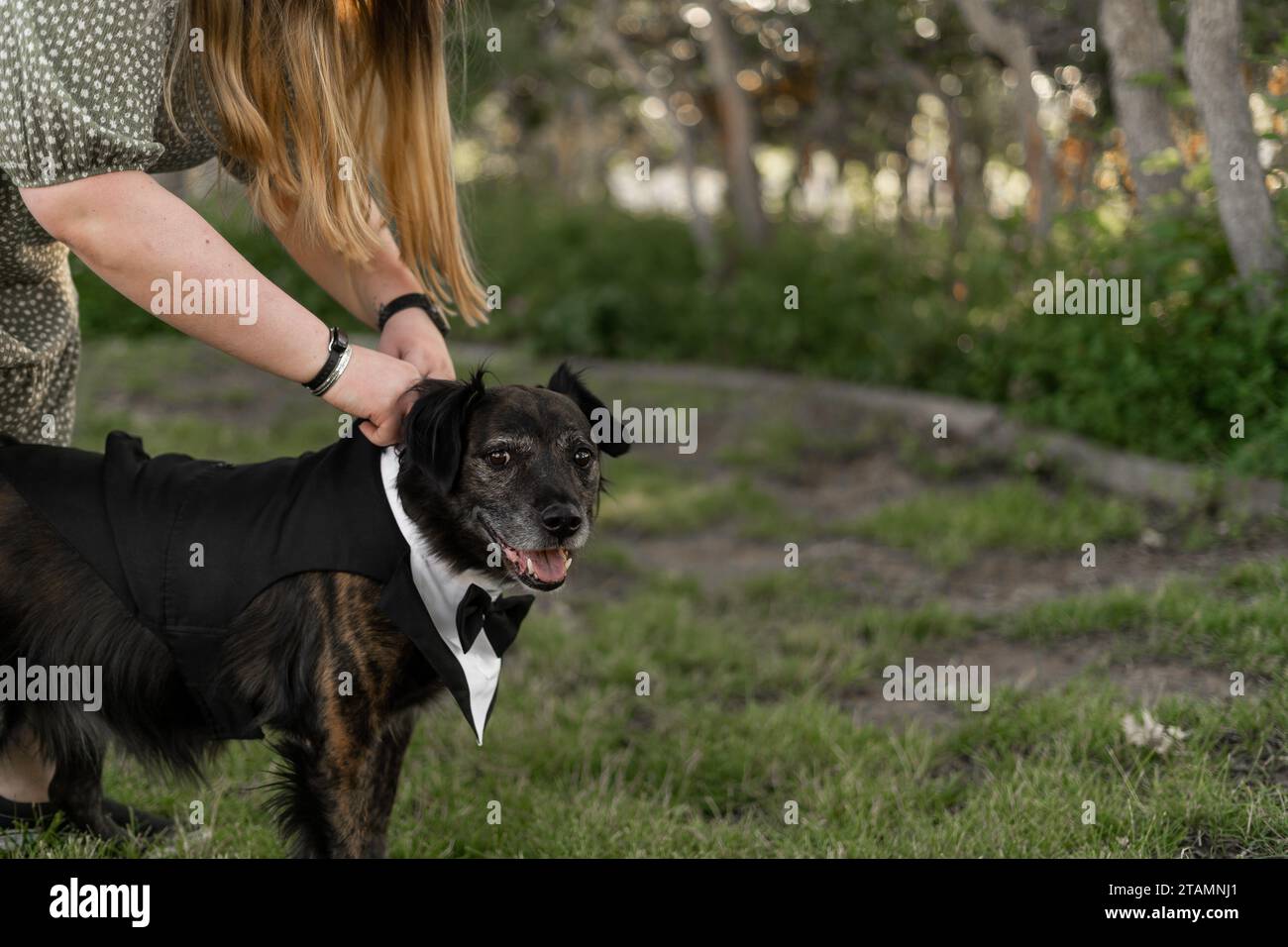 Mom Putting Tux on Handsome Boy Dog with Happy Face Dressed Up Wedding ...
