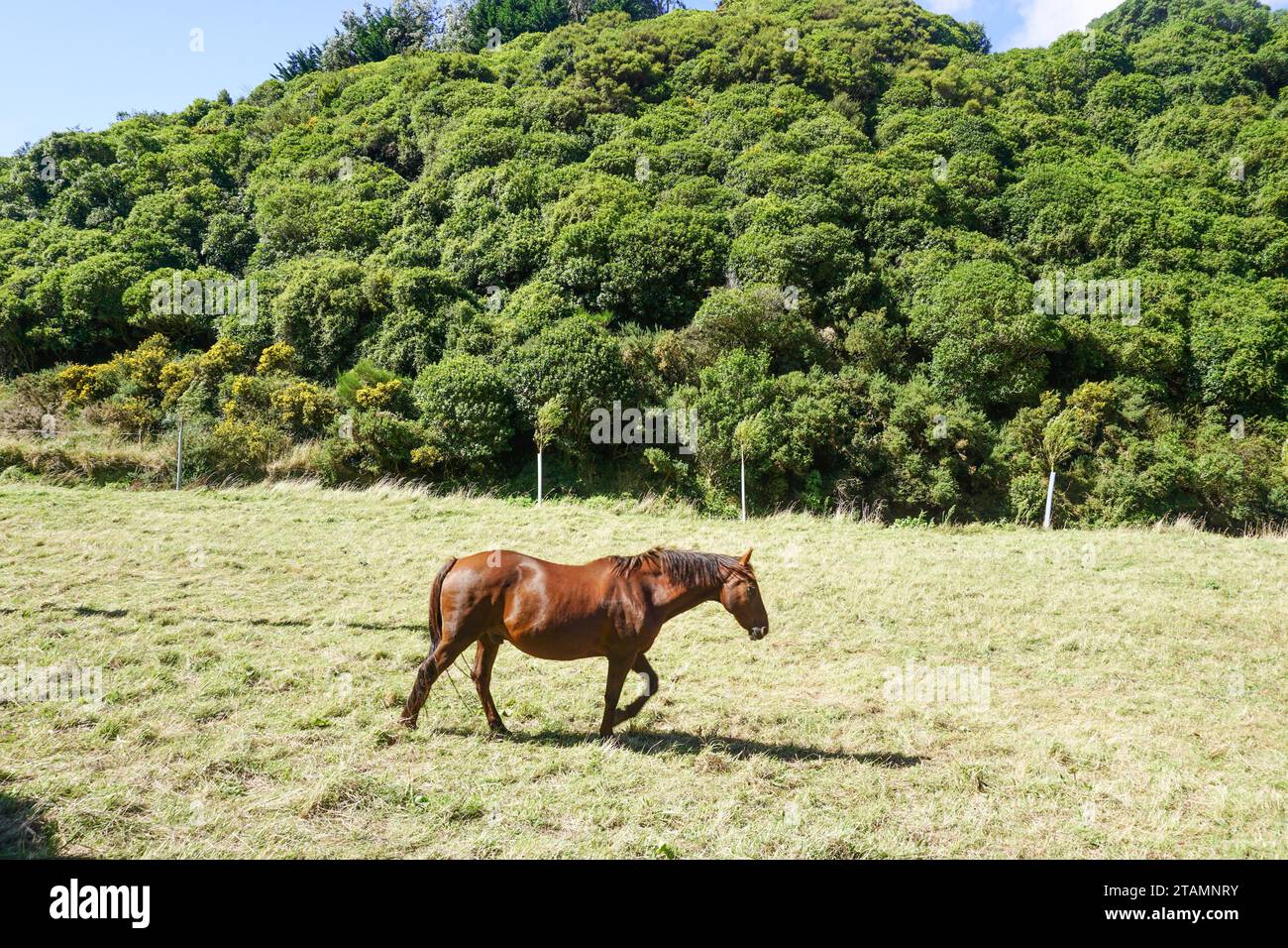 Horse Walks Across Paddock Stock Photo - Alamy