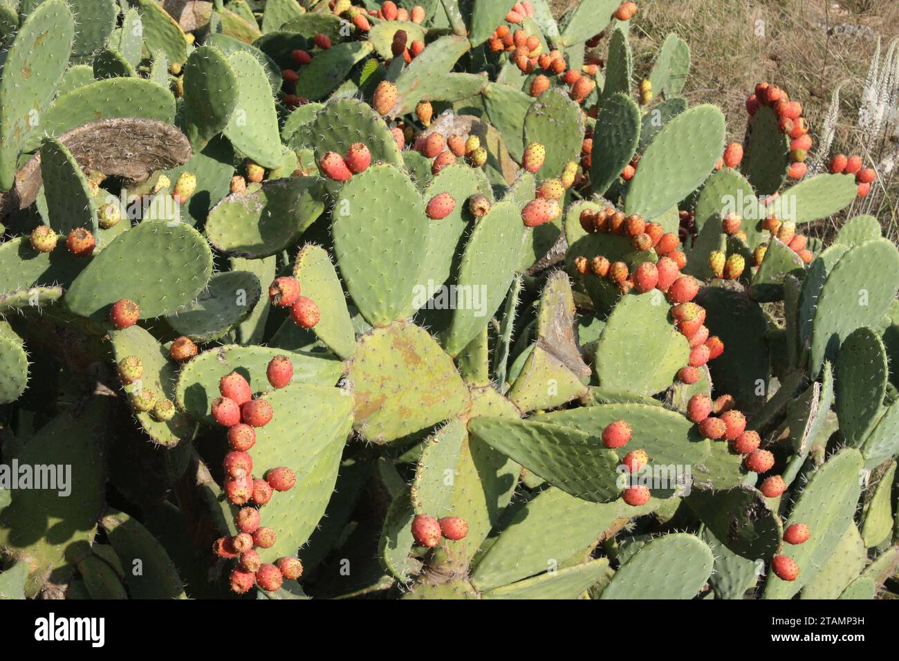 Large cactus in the grounds of Pylos castle, Greece Stock Photo - Alamy