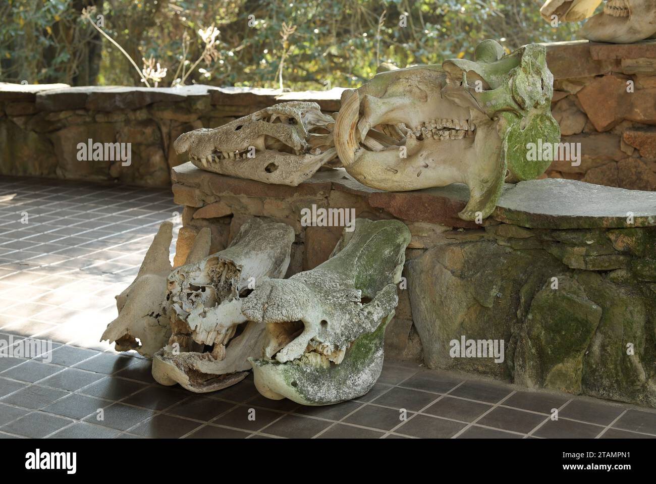 Collection of wildlife skulls on display at African safari lodge ...