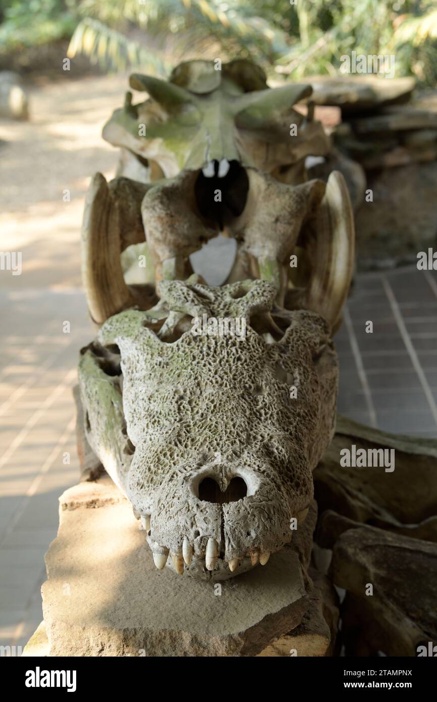 Wild animal skull, Nile Crocodile, Crocodylus niloticus, wildlife ...