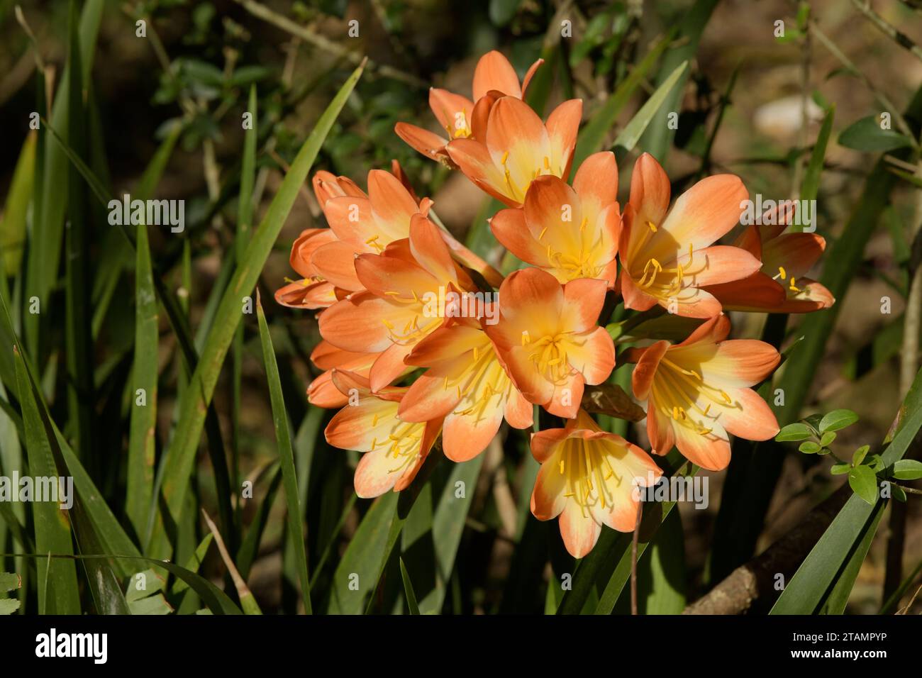 Beautiful flowers of Bush Lily, Clivia minimata, growing in wild ... Beautiful flowers of Bush Lily, Clivia minimata, growing in wild ...