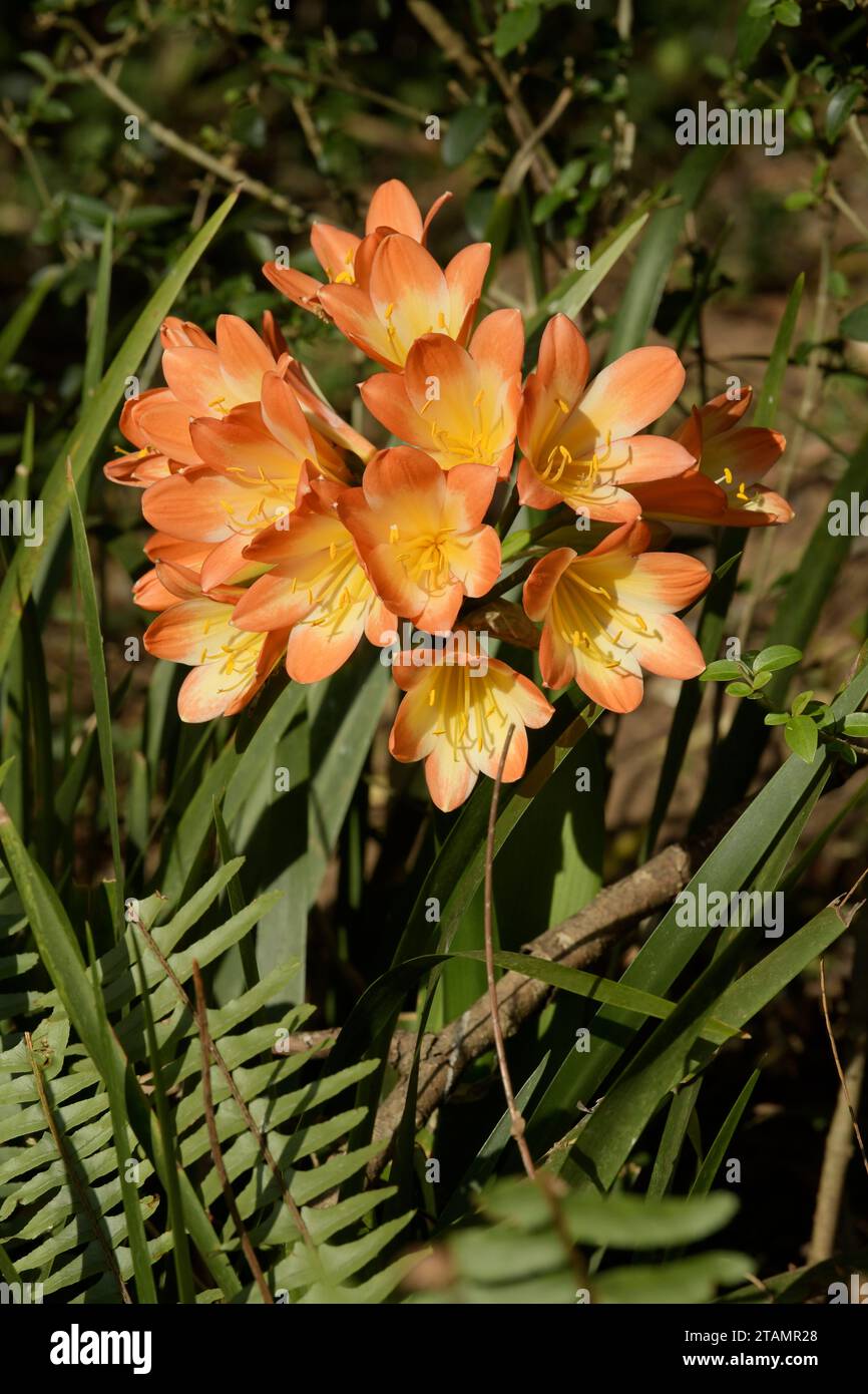 Beautiful flowers of Bush Lily, Clivia minimata, growing in wild ... Beautiful flowers of Bush Lily, Clivia minimata, growing in wild ...