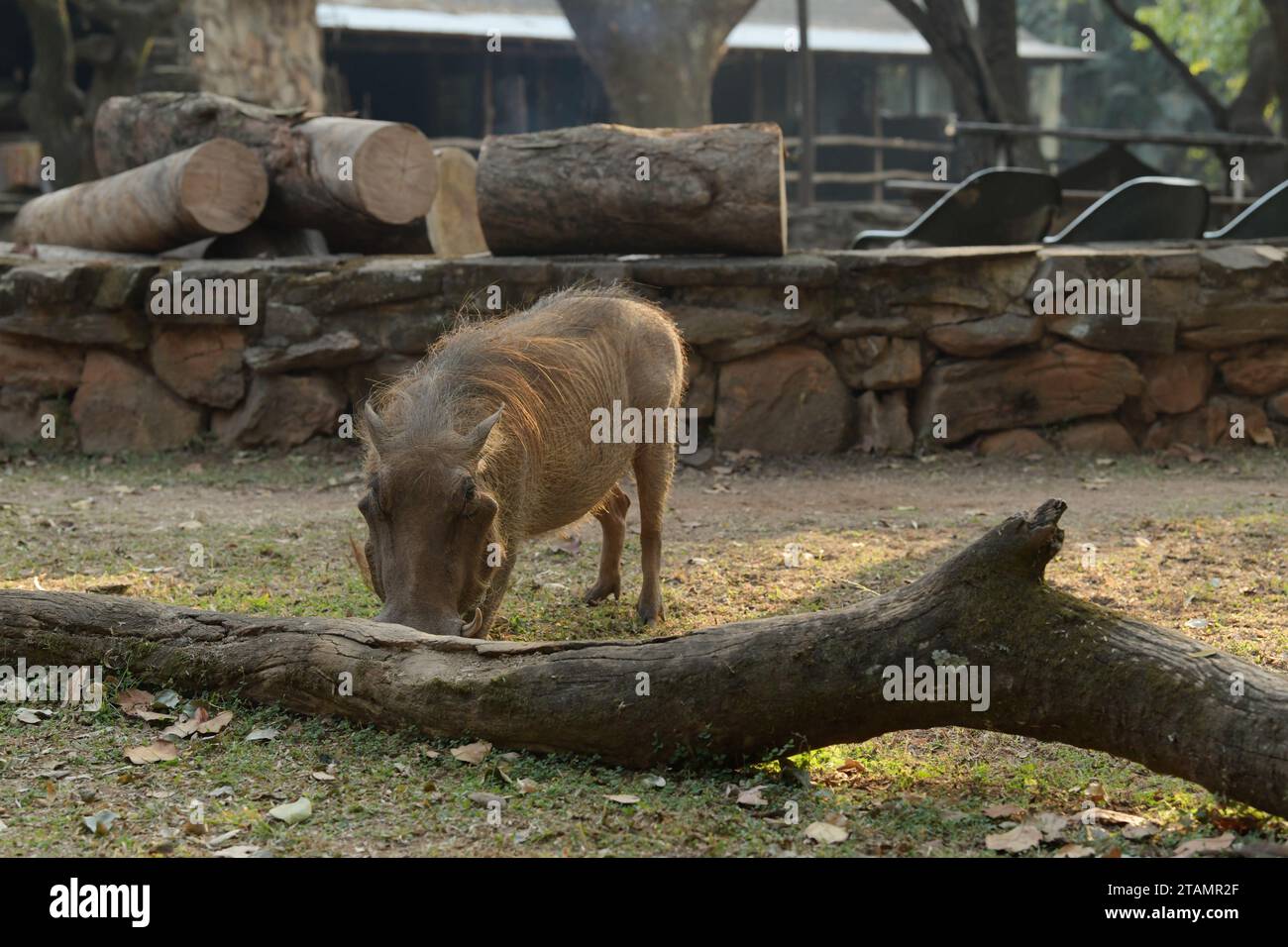 Wild Common Warthog feeding, Phacochoerus africanus, African safari ...