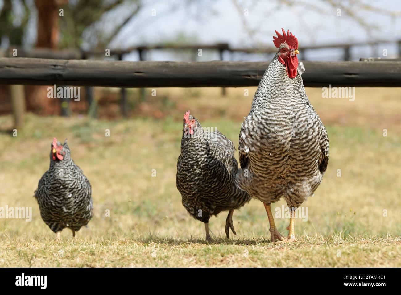 Farming fowl ranch hi-res stock photography and images - Alamy