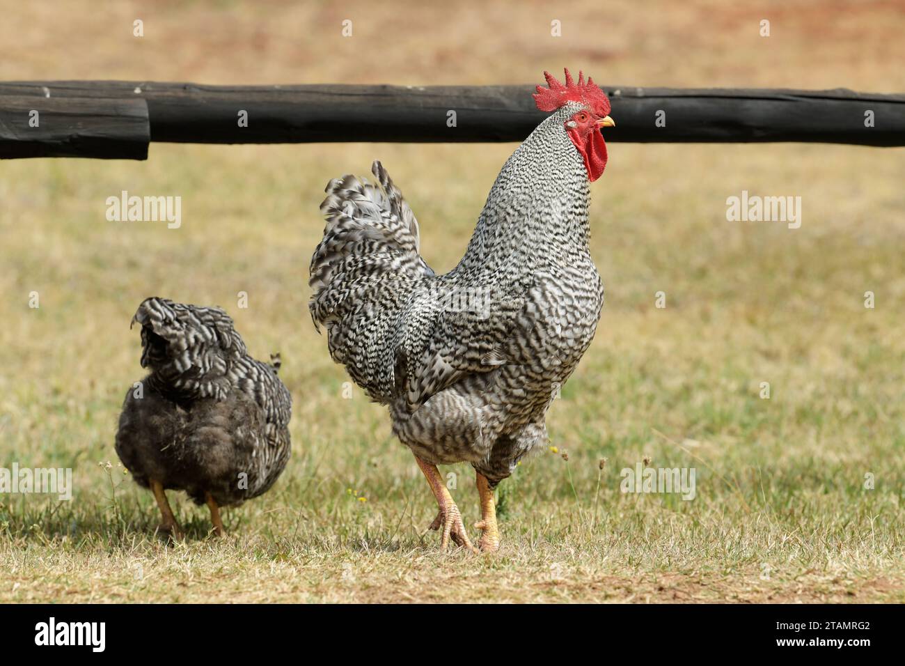 Beautiful farm chickens, rooster with hens, Domesticated Fowl, Gallus ...
