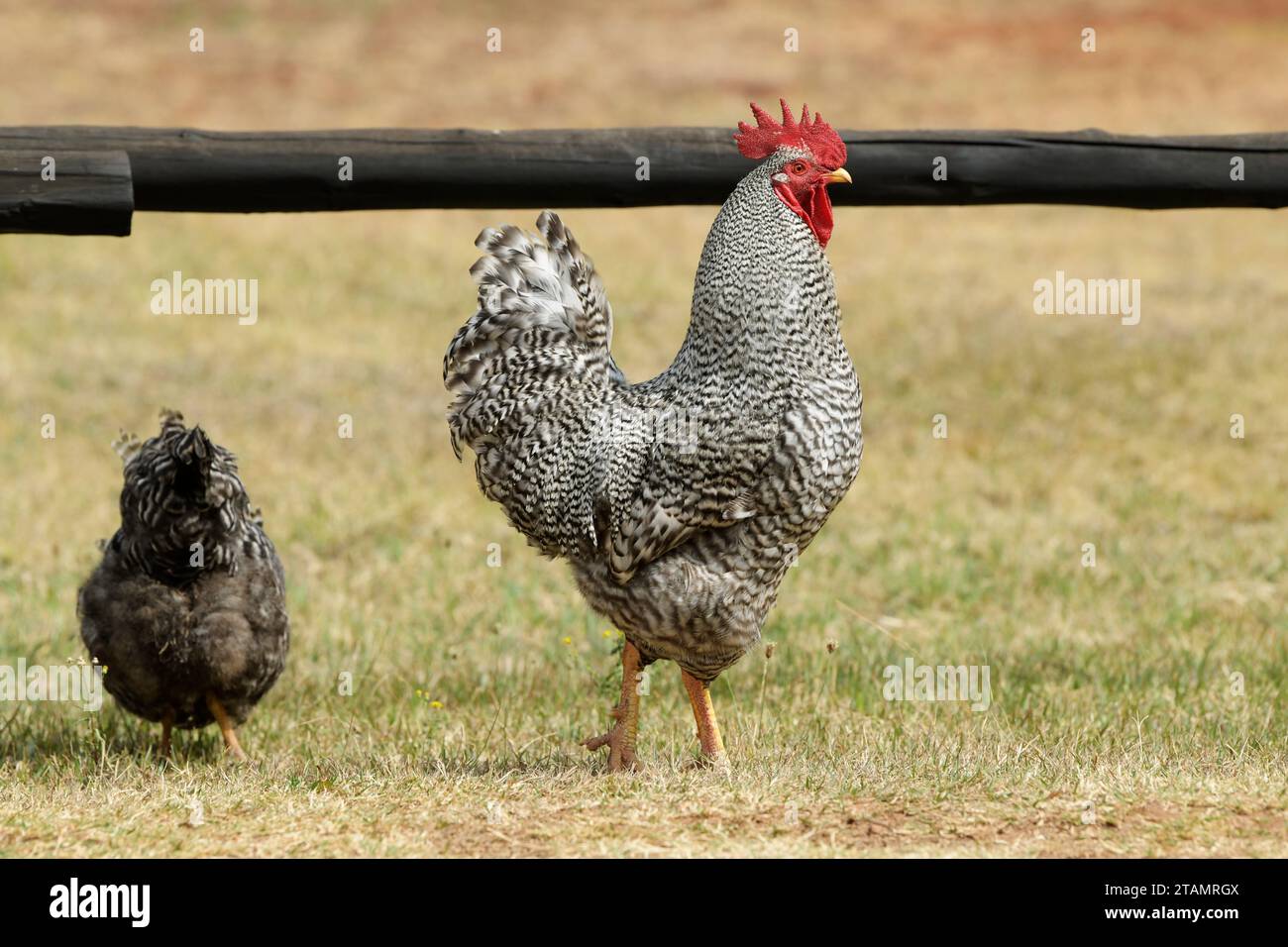 Beautiful farm chickens, rooster with hens, Domesticated Fowl, Gallus ...