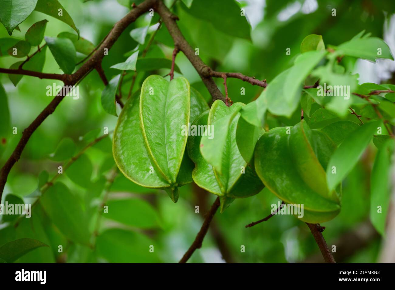 Star apple tree hi-res stock photography and images - Alamy