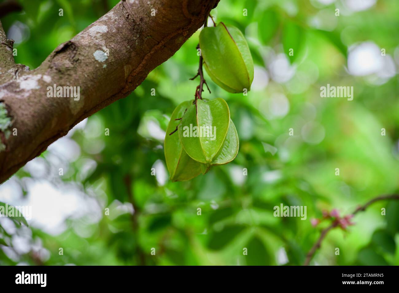 Star apple tree hi-res stock photography and images - Alamy