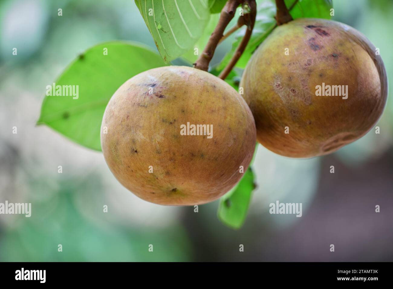 Santol fruit on summer hi-res stock photography and images - Alamy