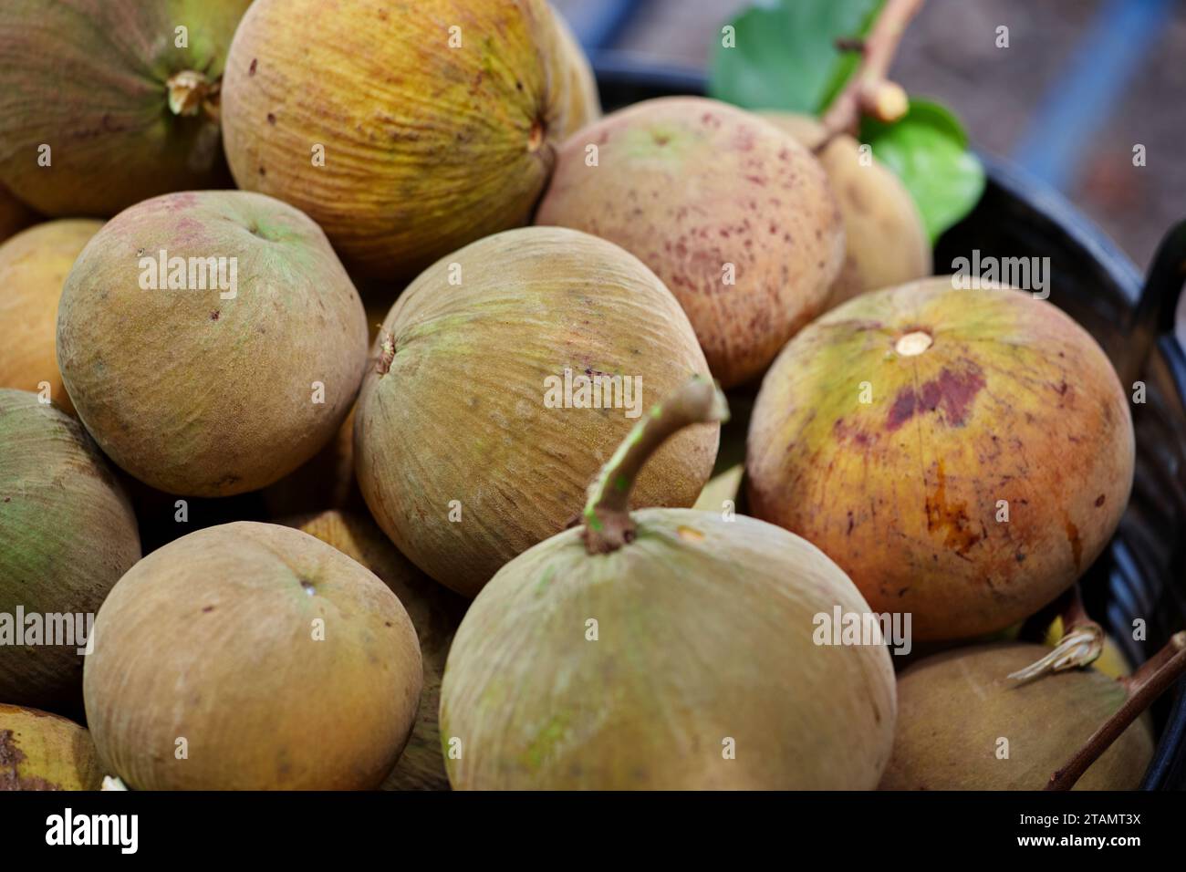 Fresh santol fruit on tree branch Stock Photo - Alamy