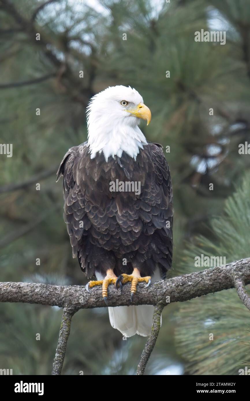 An American bald eagle is perched on a branch searching for fish in ...