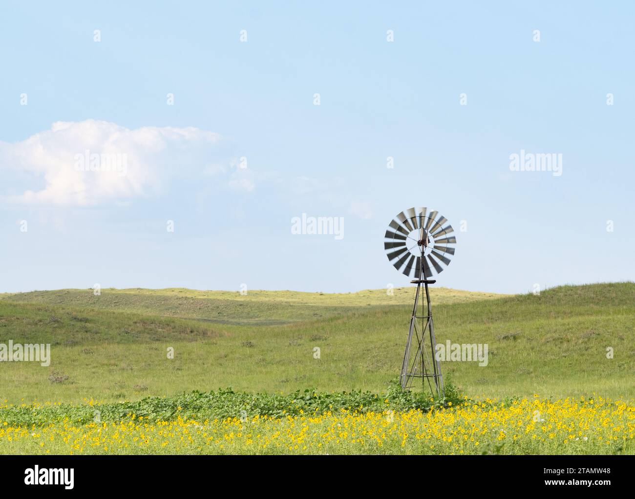 Old metal windmill standing amid native sunflowers in a prairie in ...