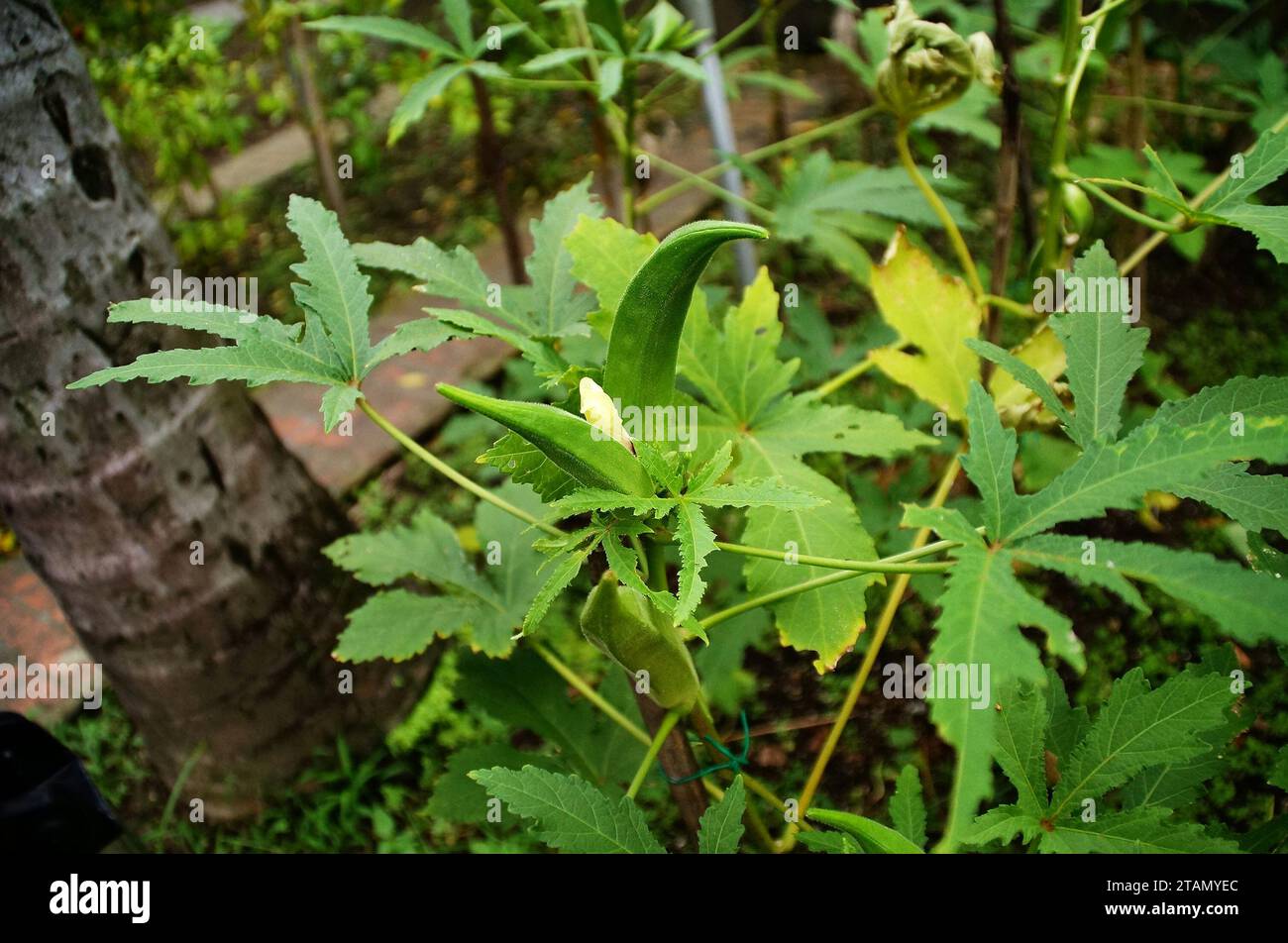 Okra cultivation hi-res stock photography and images - Alamy
