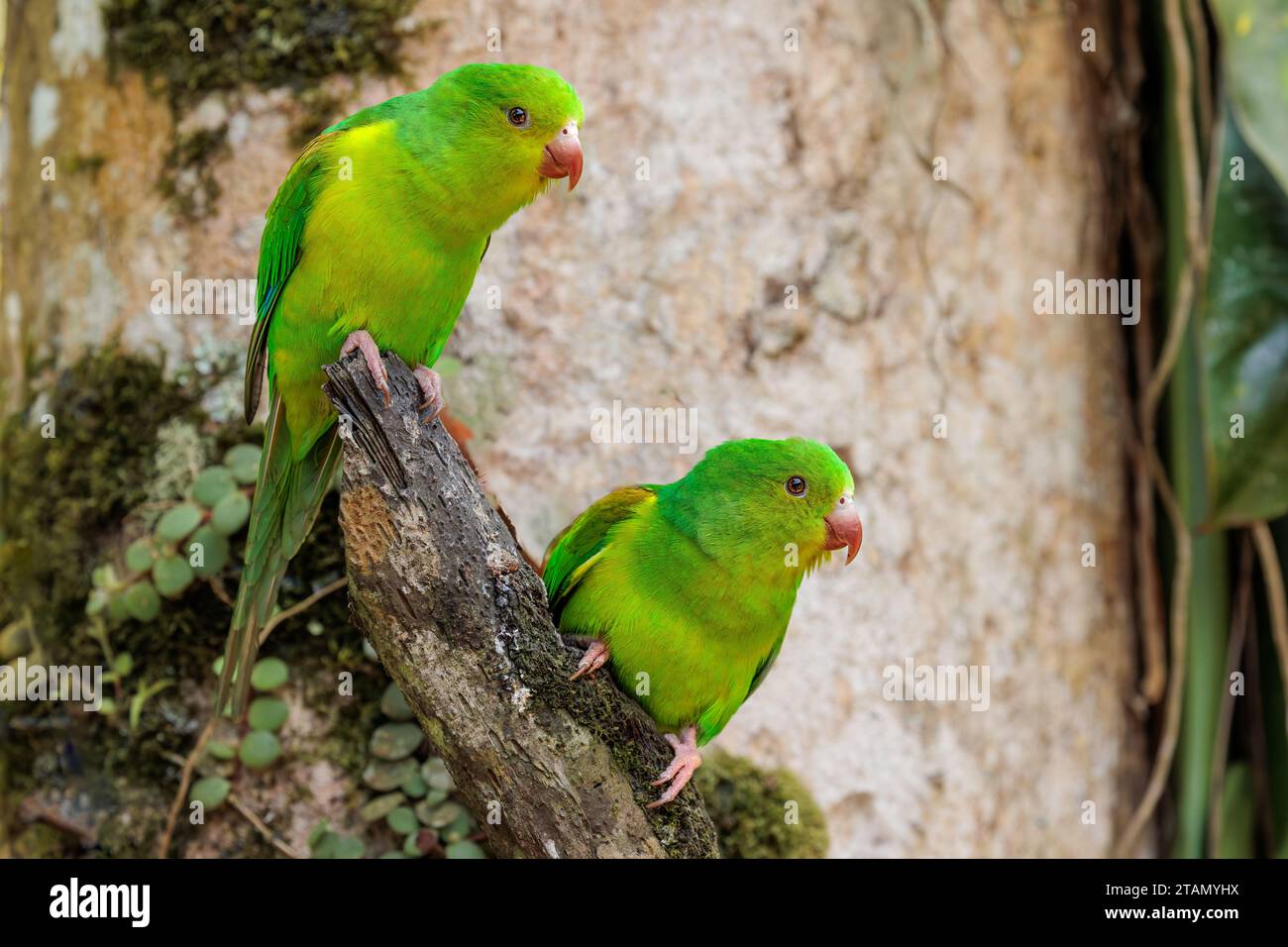 A Plain Parakeet (Brotogeris tirica) in the Atlantic Forest biome of ...