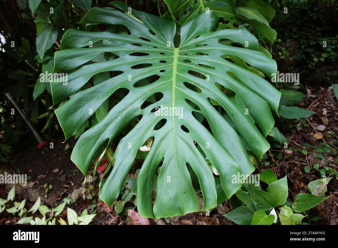 Swiss cheese plant leaf hi-res stock photography and images - Alamy