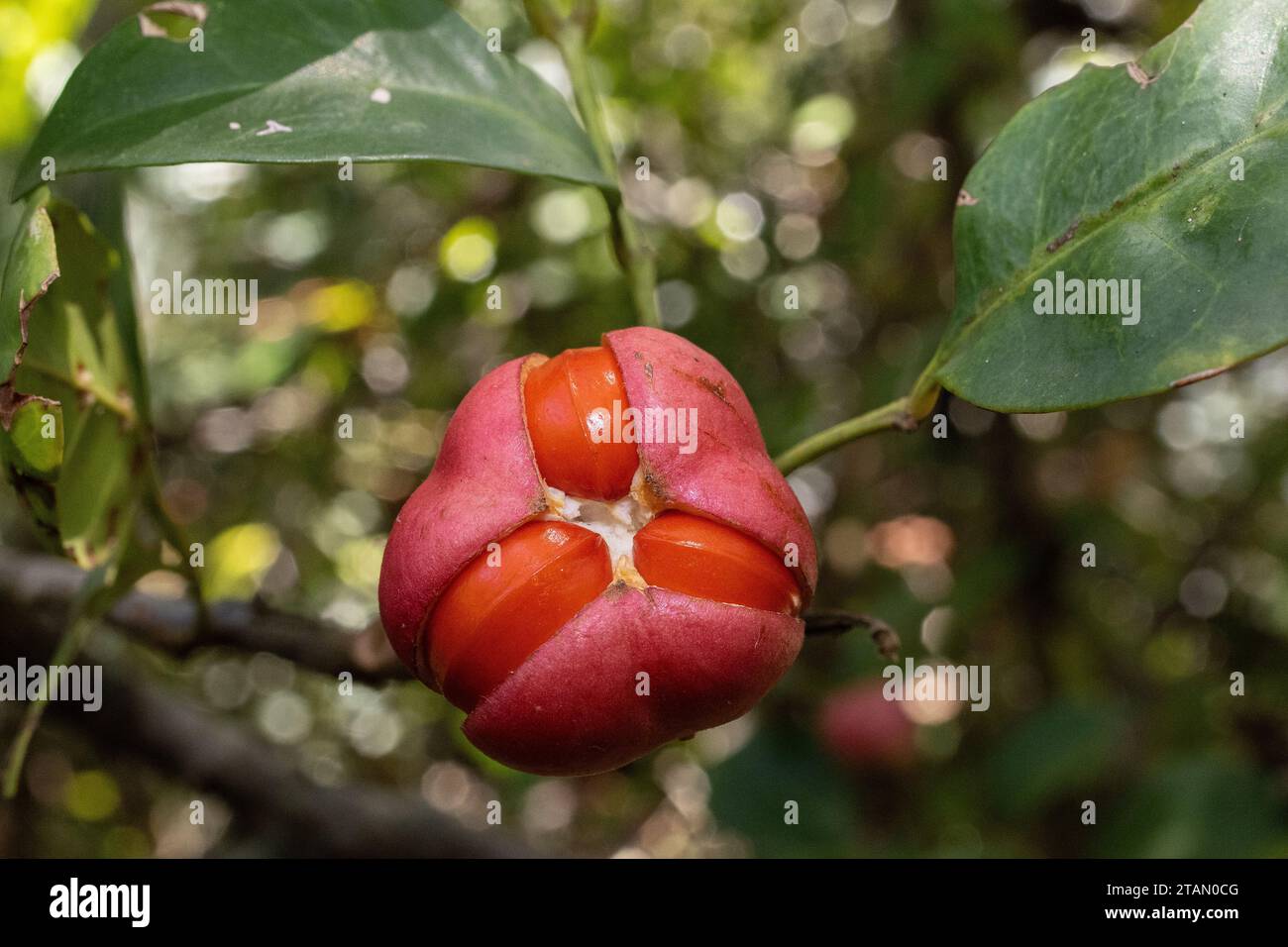 Rosewood plant hi-res stock photography and images - Alamy