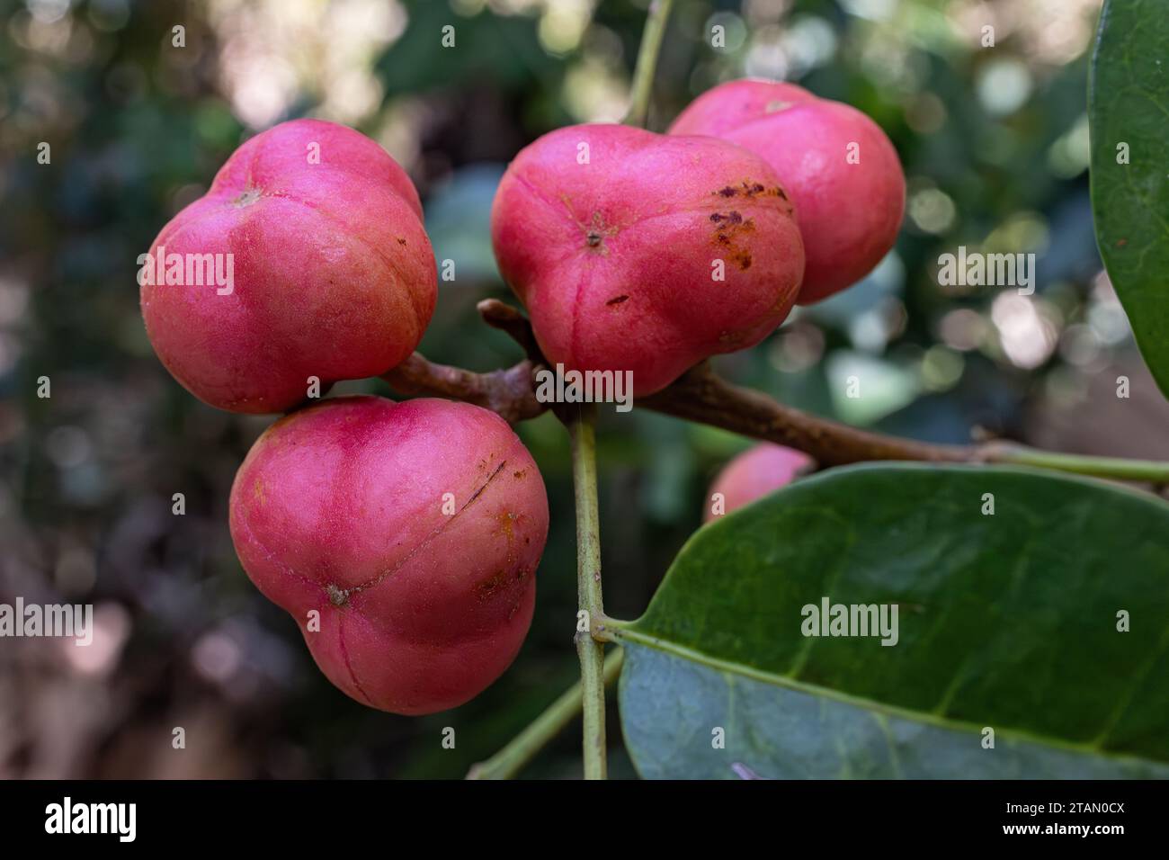 Australian Scentless Rosewood plant bearing fruit Stock Photo - Alamy