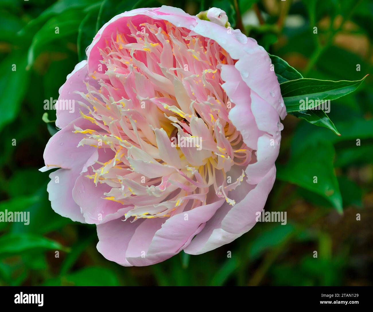 Pale pink peony flower variety Cream puff with creamy pink staminodes ...