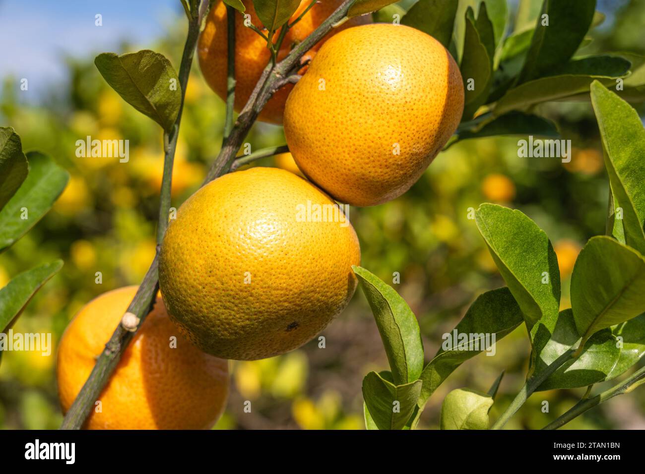 Orange picking in florida hi-res stock photography and images - Alamy