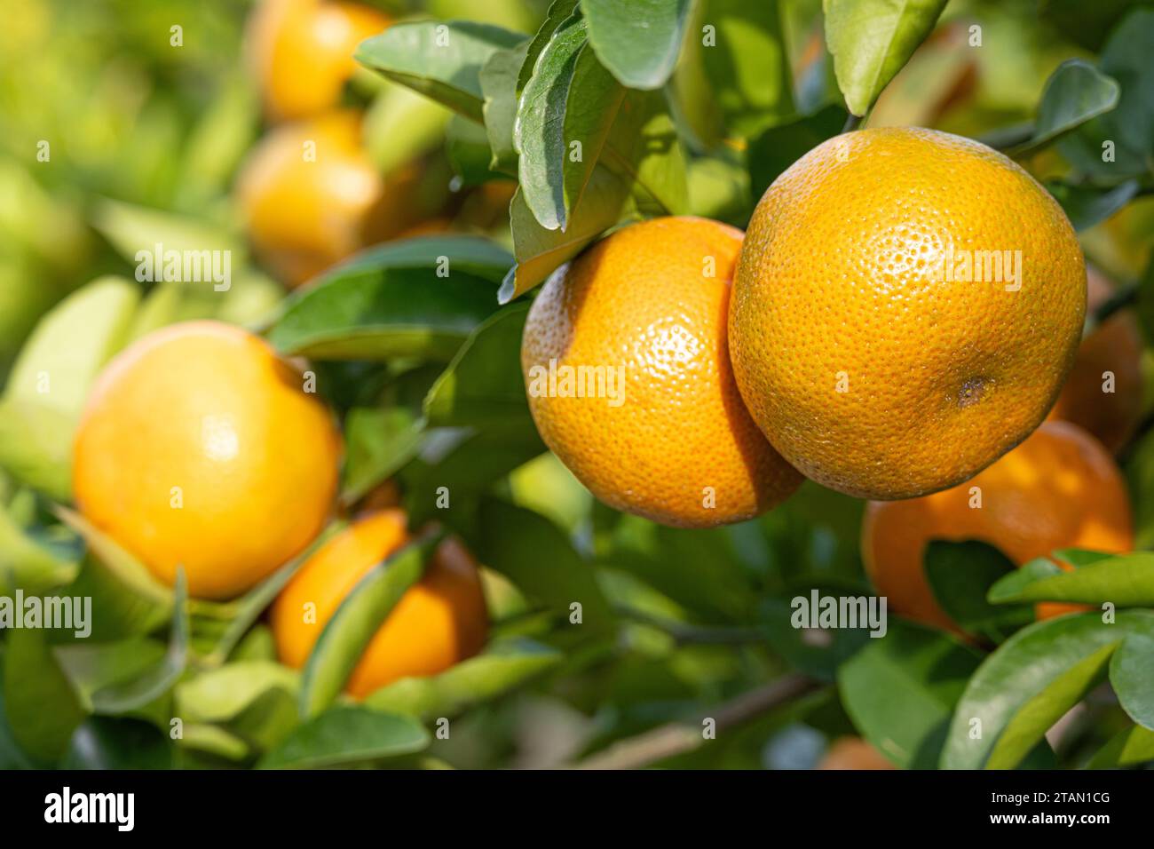 Orange picking in florida hi-res stock photography and images - Alamy