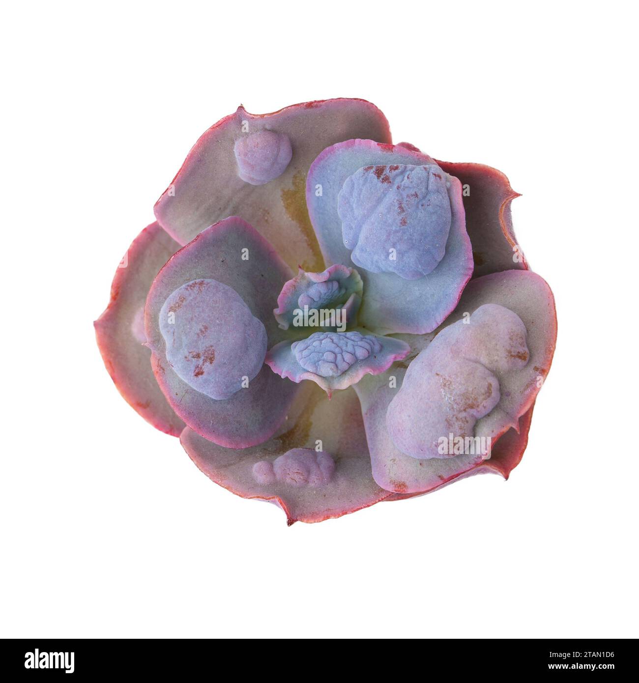 Colorful Purple Echeveria with caruncles succulent houseplant isolated ...