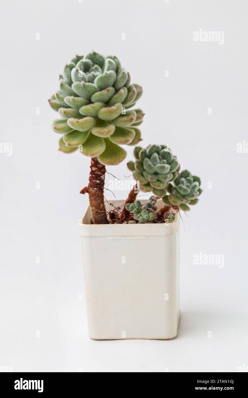 Green fluffy succulent Echeveria setosa var. setosa on white background ...