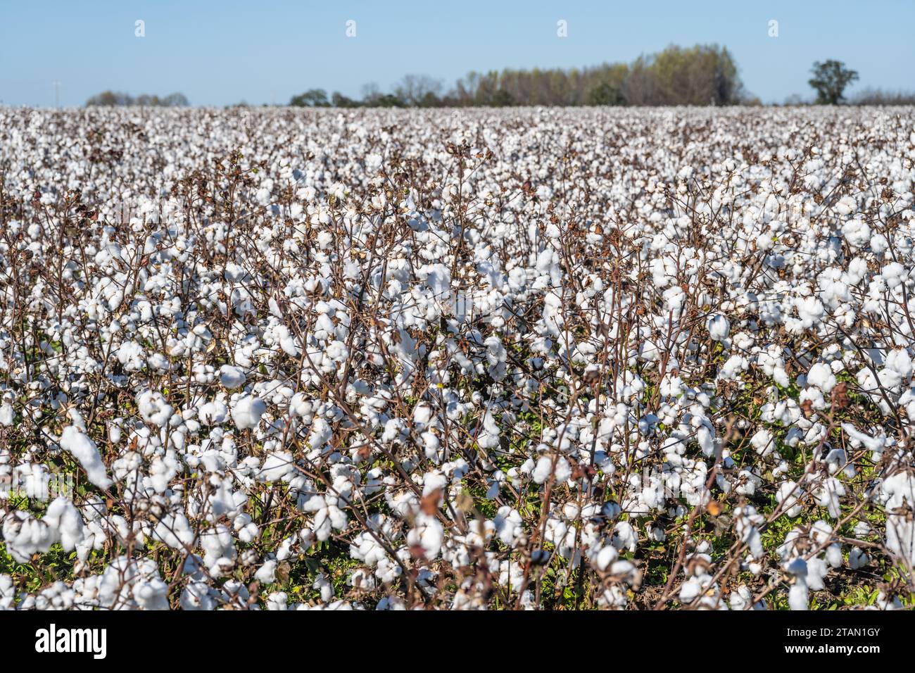 Georgia cotton commission hi-res stock photography and images - Alamy