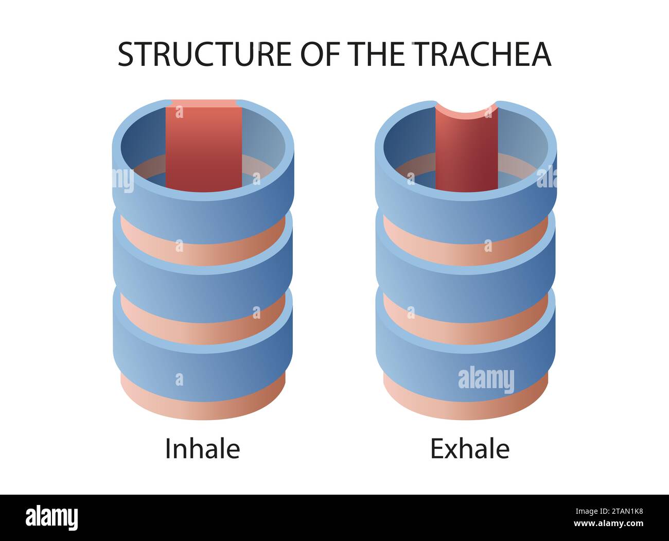Trachea and esophagus hi-res stock photography and images - Alamy