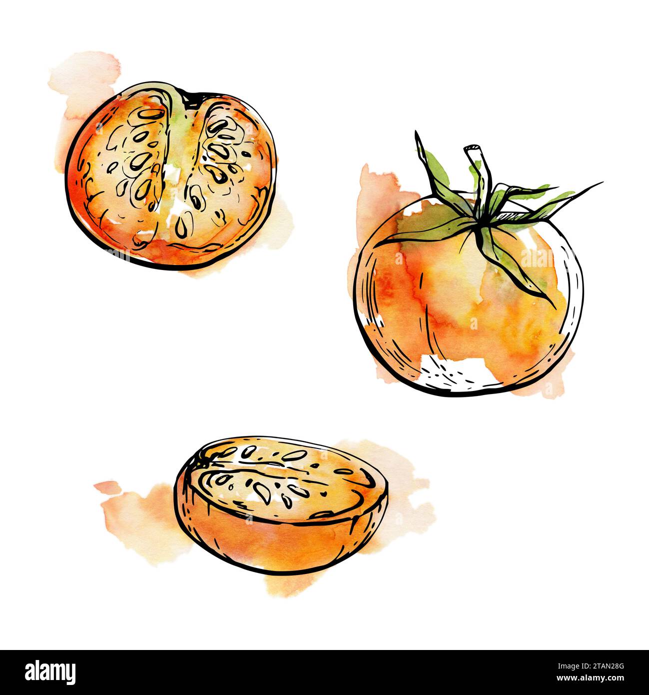 Hand drawn watercolor ink illustration. Tomato vegetable fruit, full ...