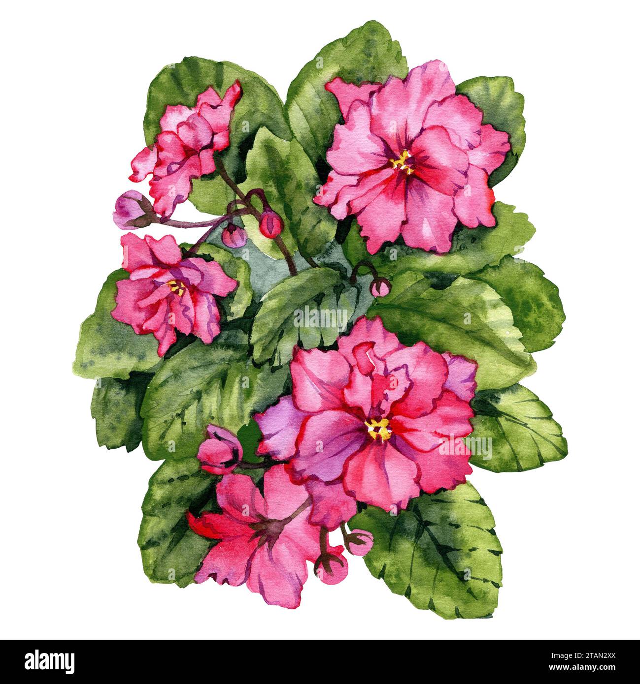 Beautiful pink and purple african violet flowers Saintpaulia with green ...