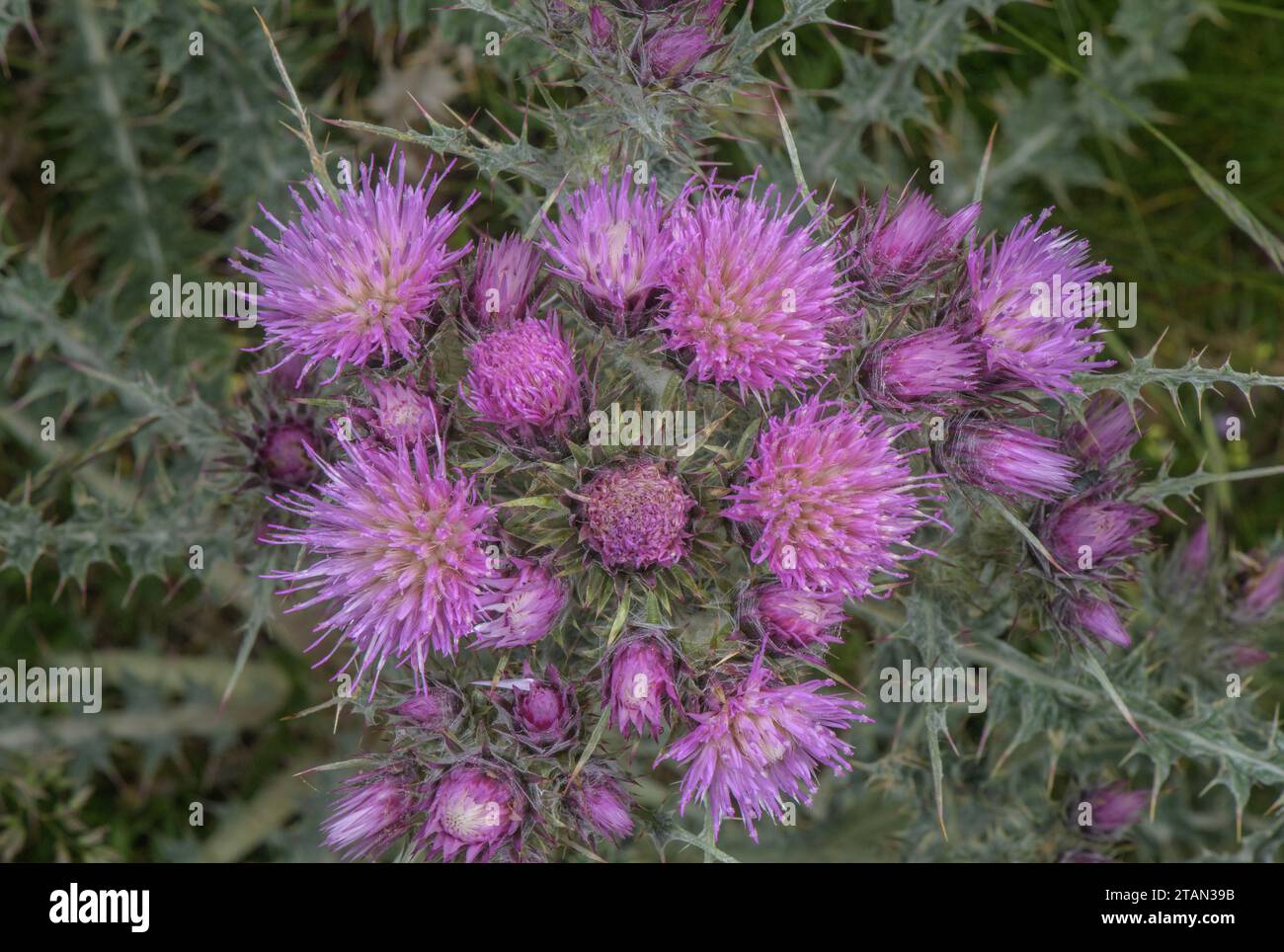 Pyrenean Thistle, Carduus carlinoides in flower high in the Pyrenees ...