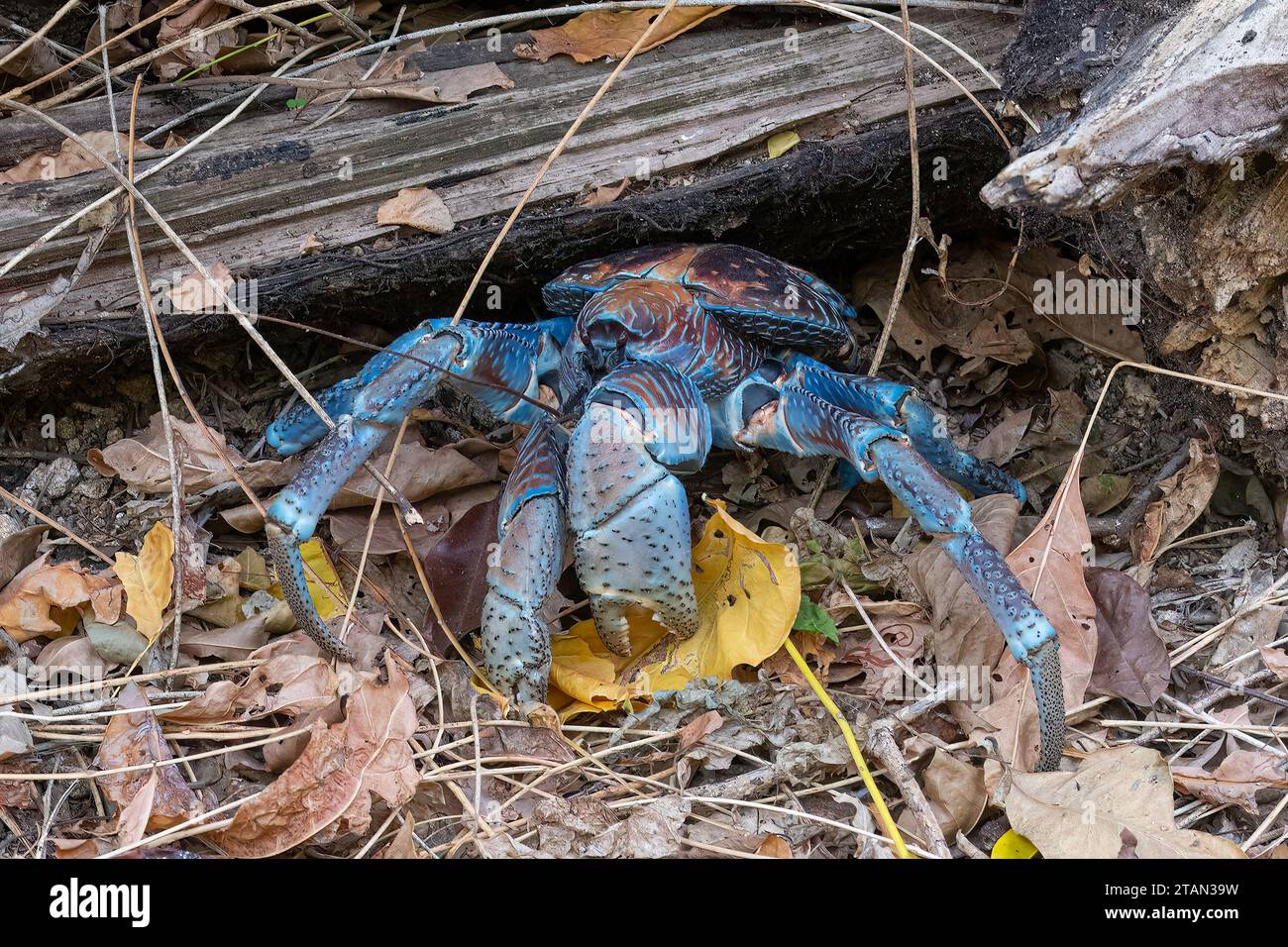 Coconut crab hi-res stock photography and images - Alamy
