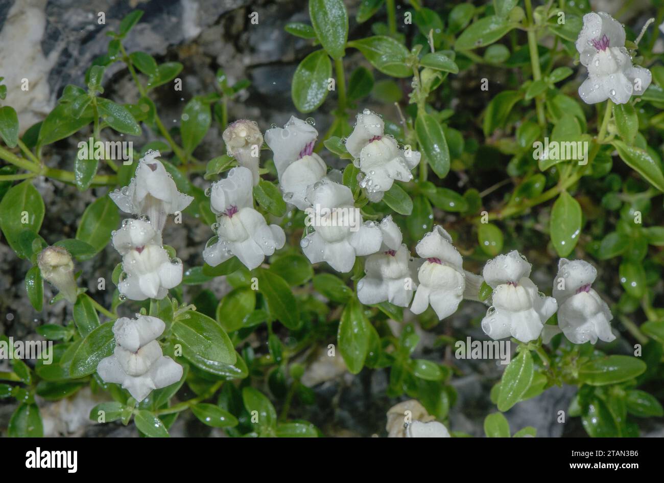 Rock snapdragon antirrhinum sempervirens hi-res stock photography and ...