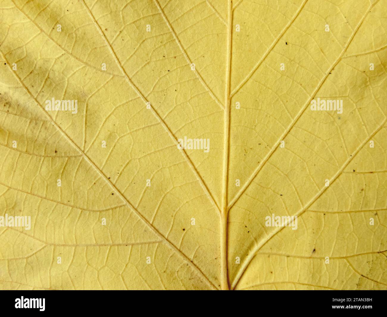 Autumn yellow fallen linden tree leaf texture with veins closeup. Fall ...