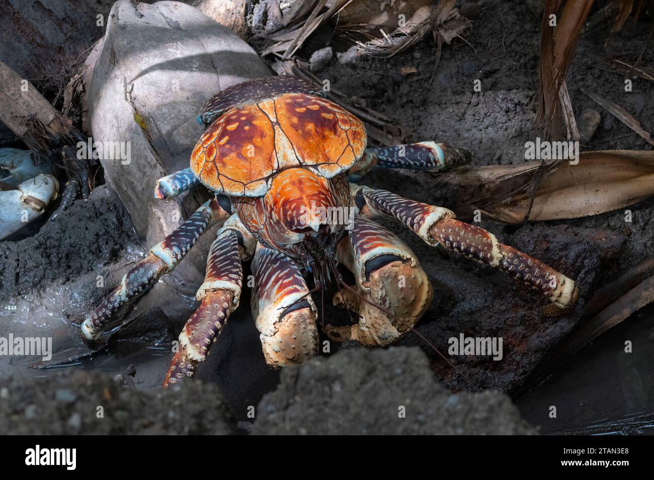 A giant Coconut crab or Robber Crab (Birgus latro) on the rainforest ...