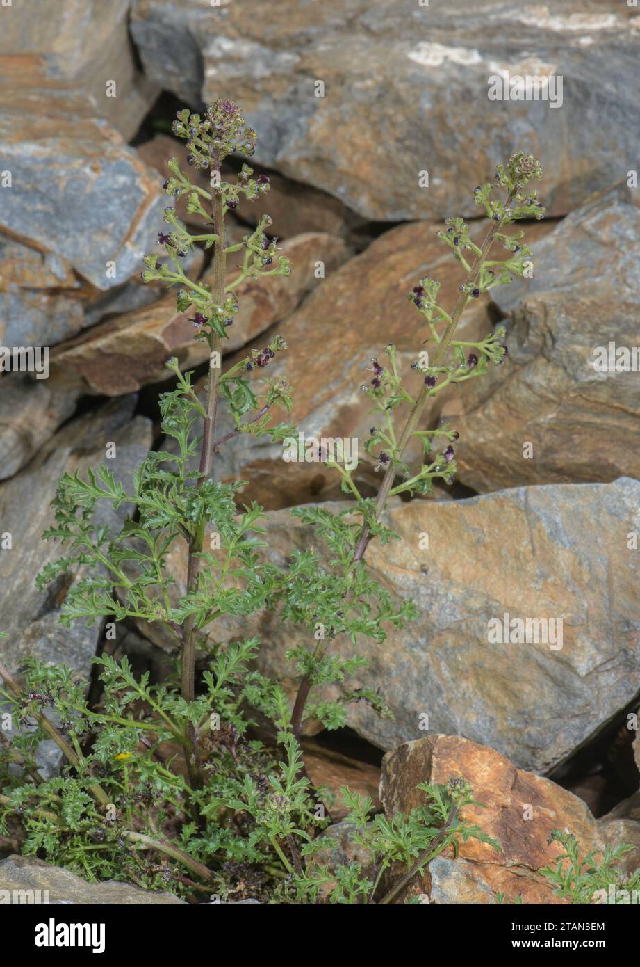 Scrophularia juratensis hi-res stock photography and images - Alamy