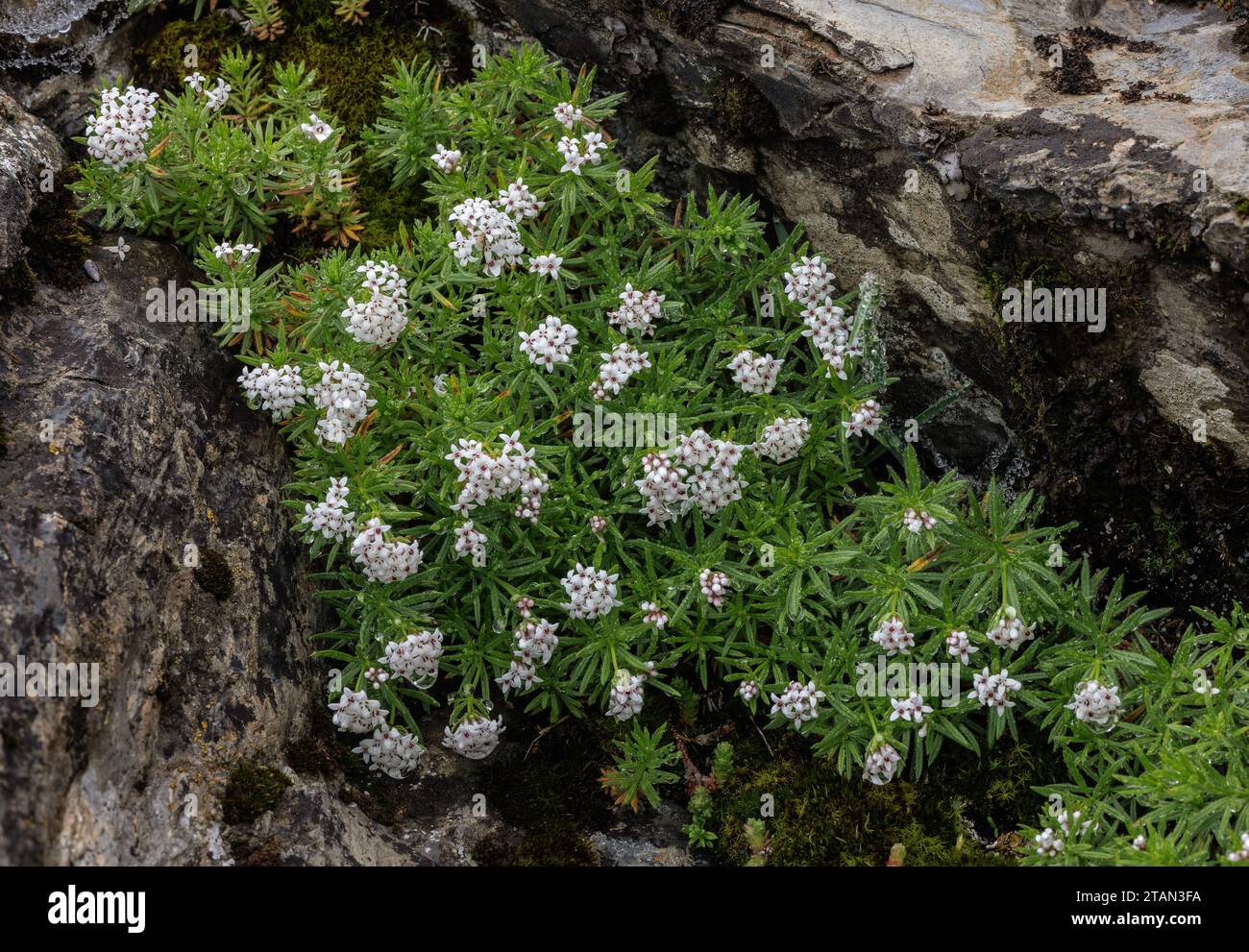 Hexaphylla hirta hi-res stock photography and images - Alamy