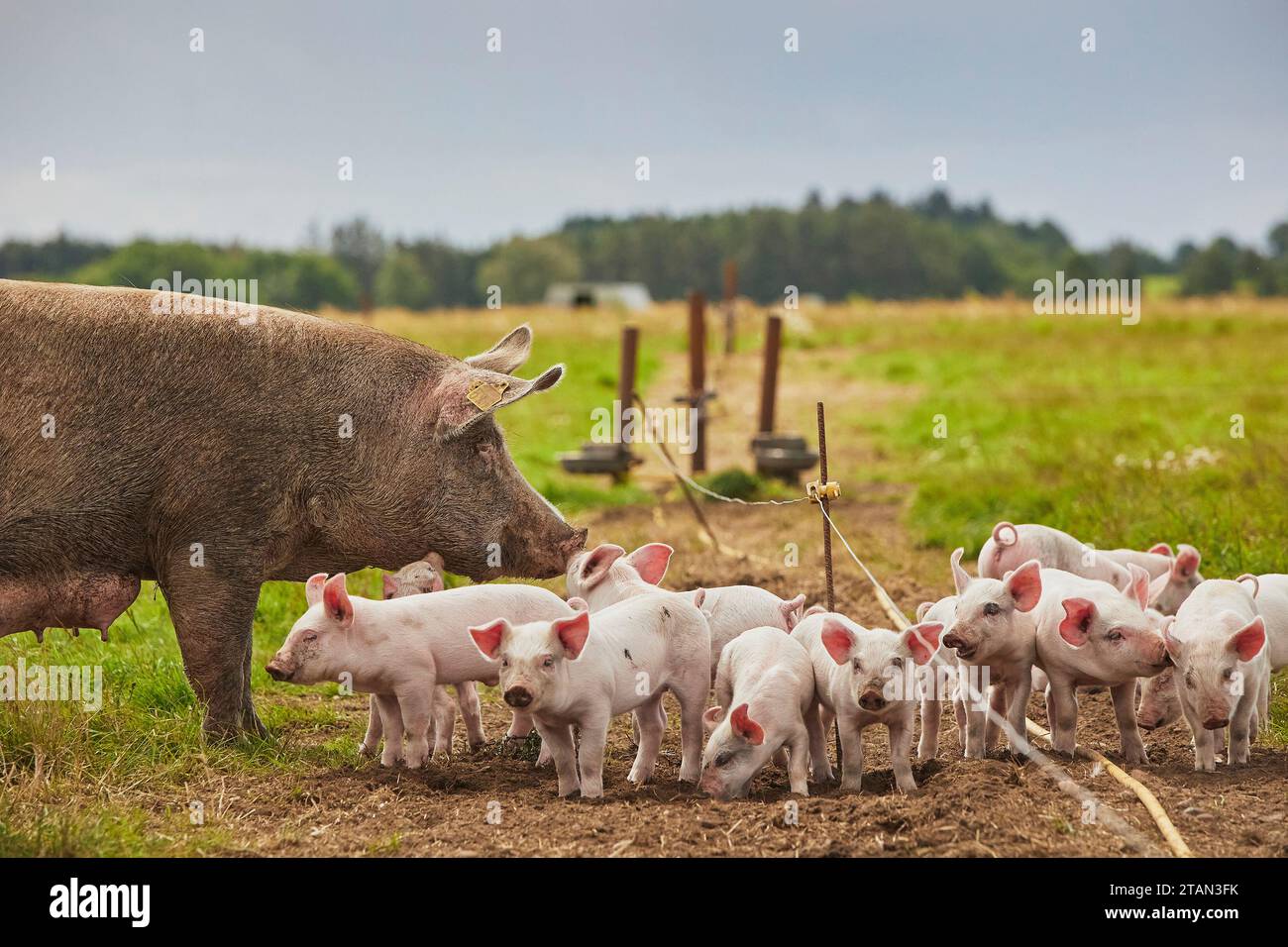 Eco pig farm in the field in Denmark Stock Photo - Alamy